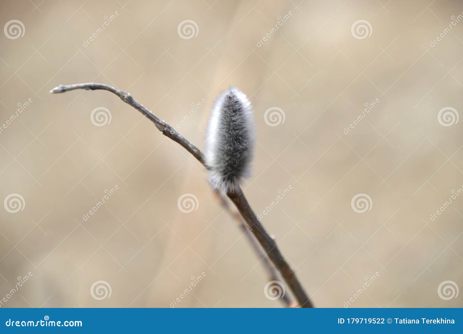Furry Catkin of Willow Tree in Early Spring Stock Photo - Image of life ...