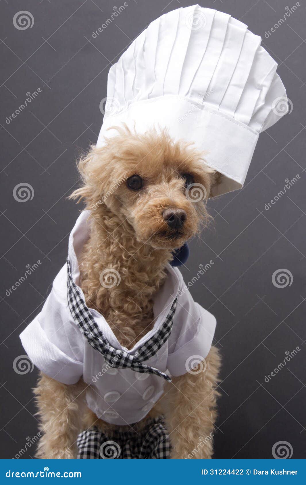Furry Chef Outfit stock photo. Image of vertical, pets - 31224422