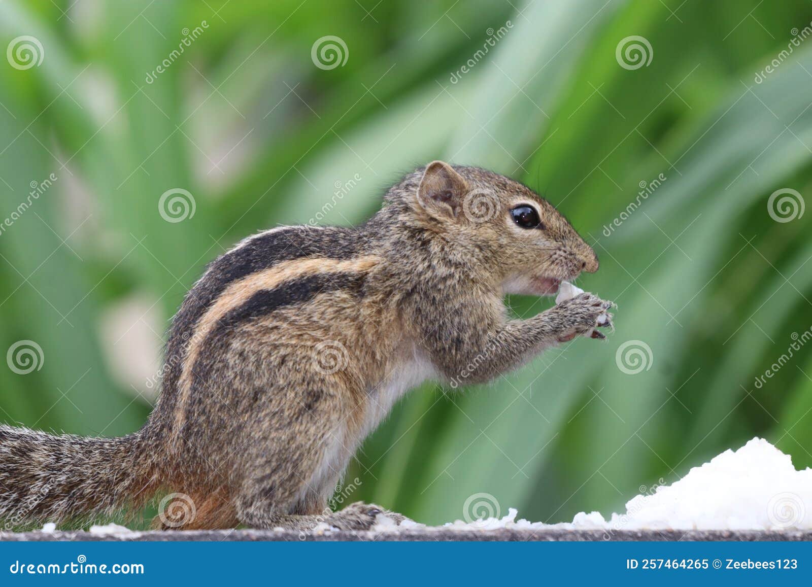 Chipmunk eating something stock image. Image of munk - 257464265