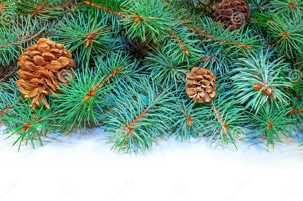 Furry Christmas Tree Branches with Cones Stock Image - Image of border ...