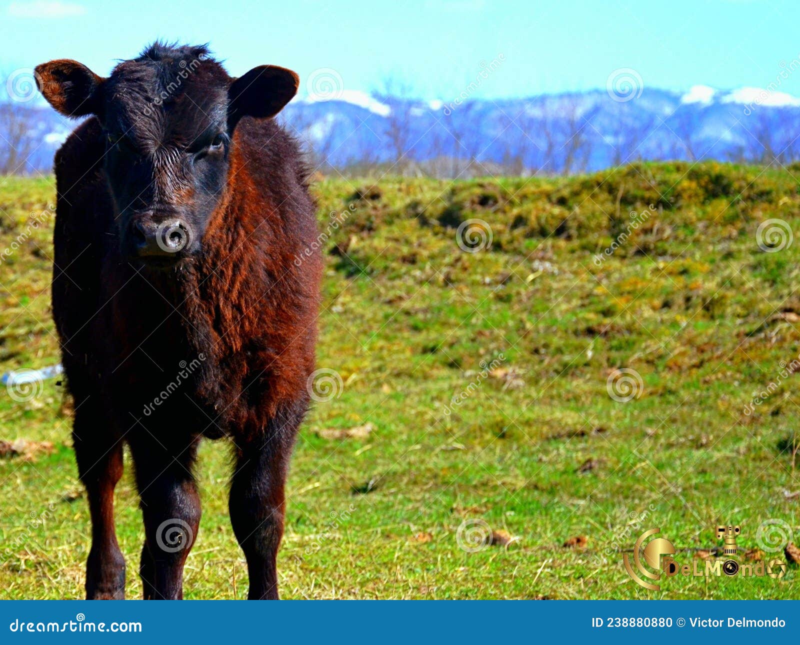 Furry Cow on a Field Near a Mountain Stock Photo - Image of grassland ...