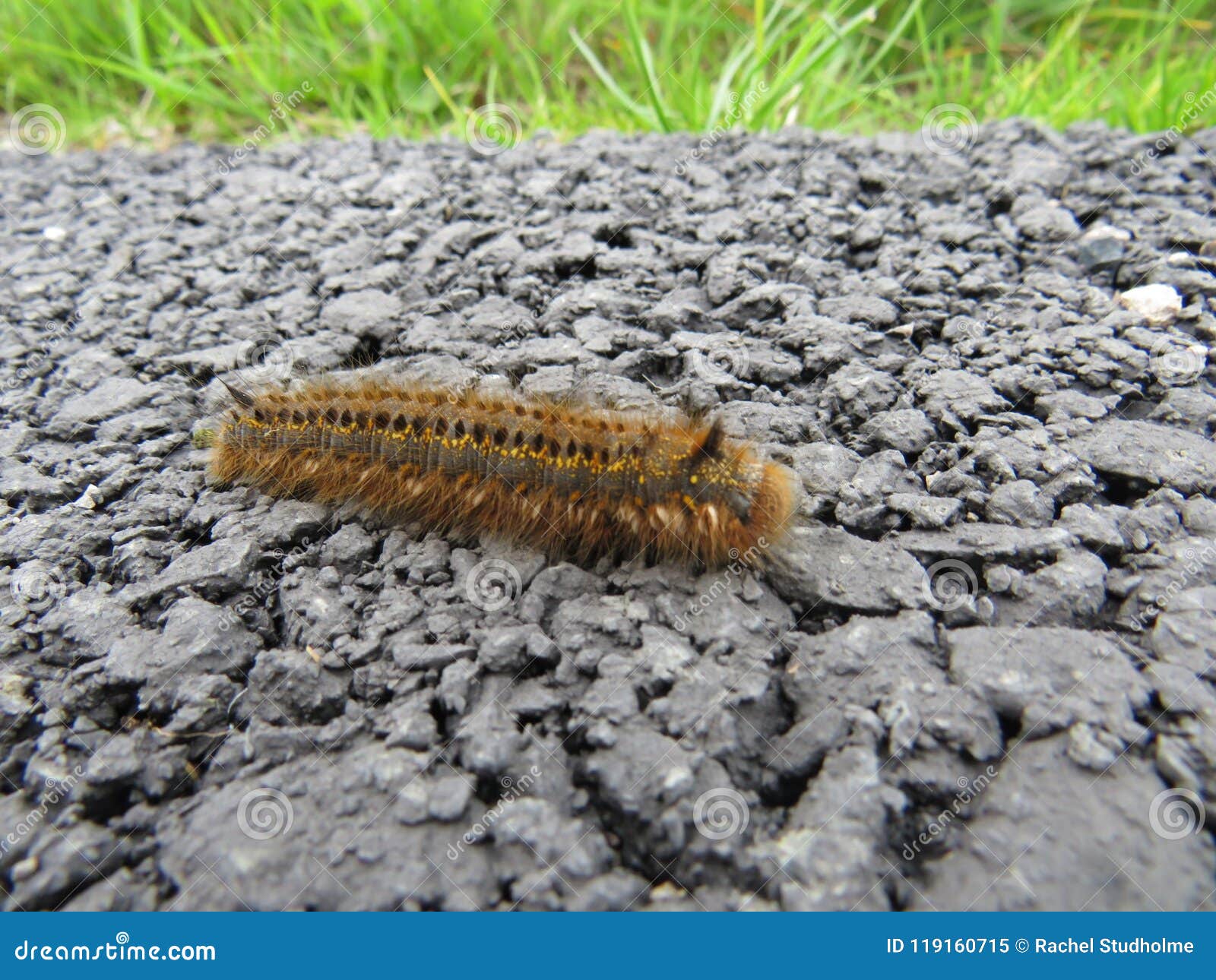 Catterpillar stock image. Image of crawling, furry, insect - 119160715