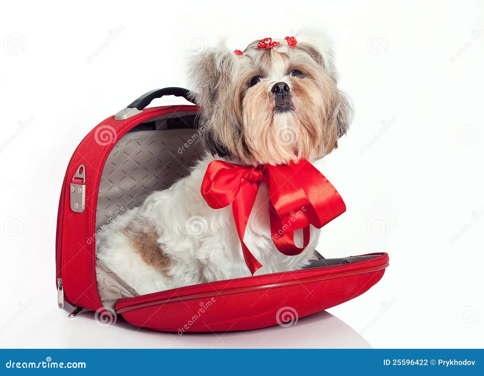 Pikines Dog Stock Photos - Free & Royalty-Free Stock Photos from Dreamstime