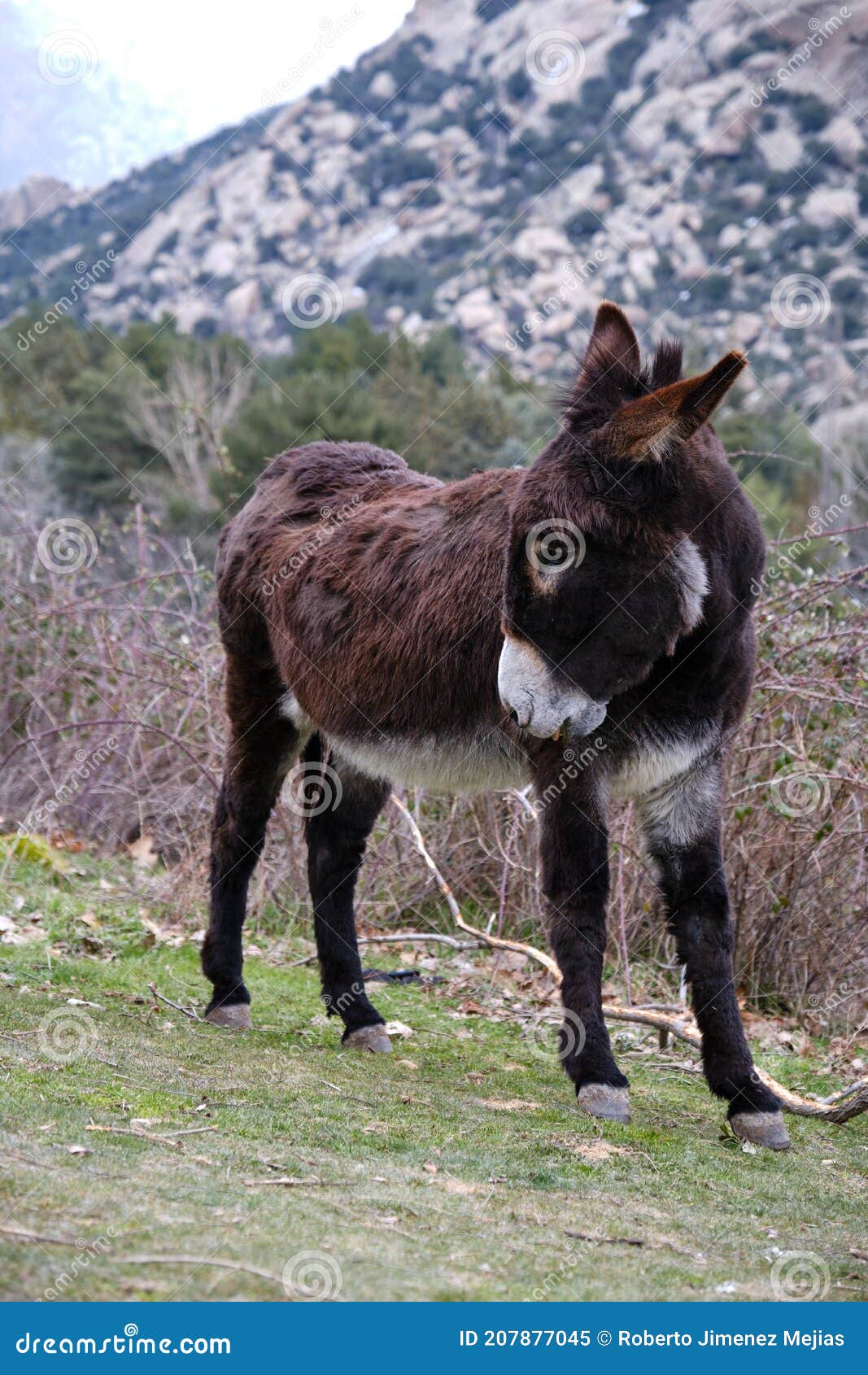 Furry Donkey scratching stock image. Image of ranch - 207877045