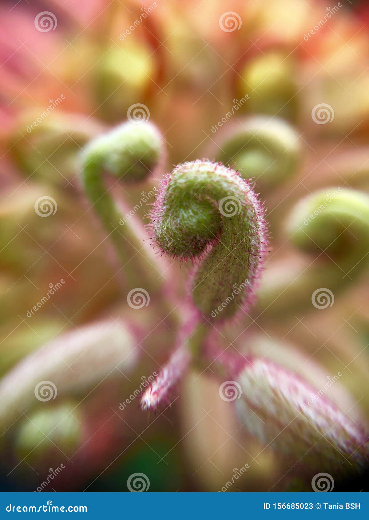 Furry flower stock image. Image of native, flower, furry - 156685023