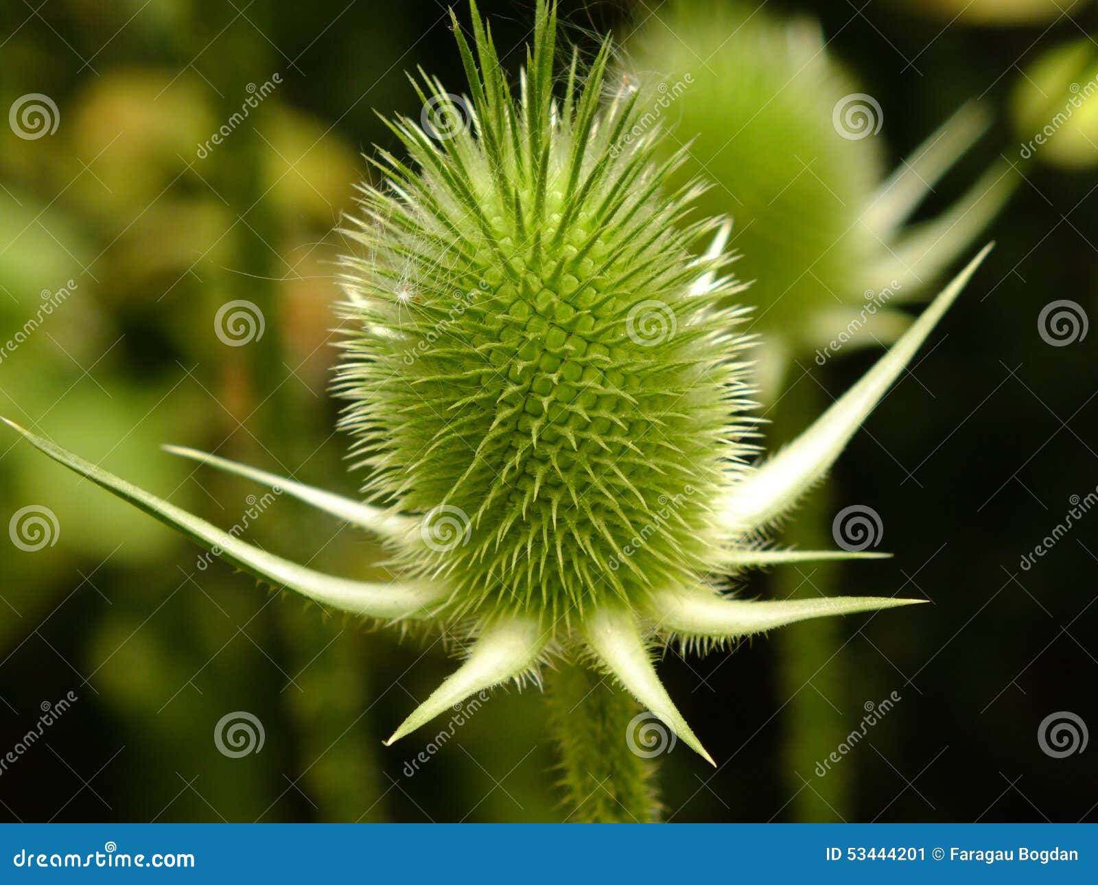 Furry flower stock image. Image of flower, grows, wild - 53444201