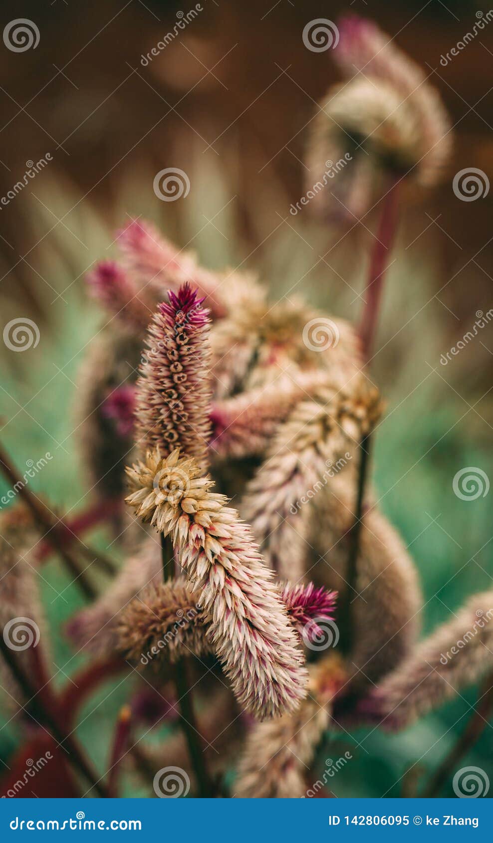 Furry Flower with Purple Tips Stock Image - Image of summer, brown ...