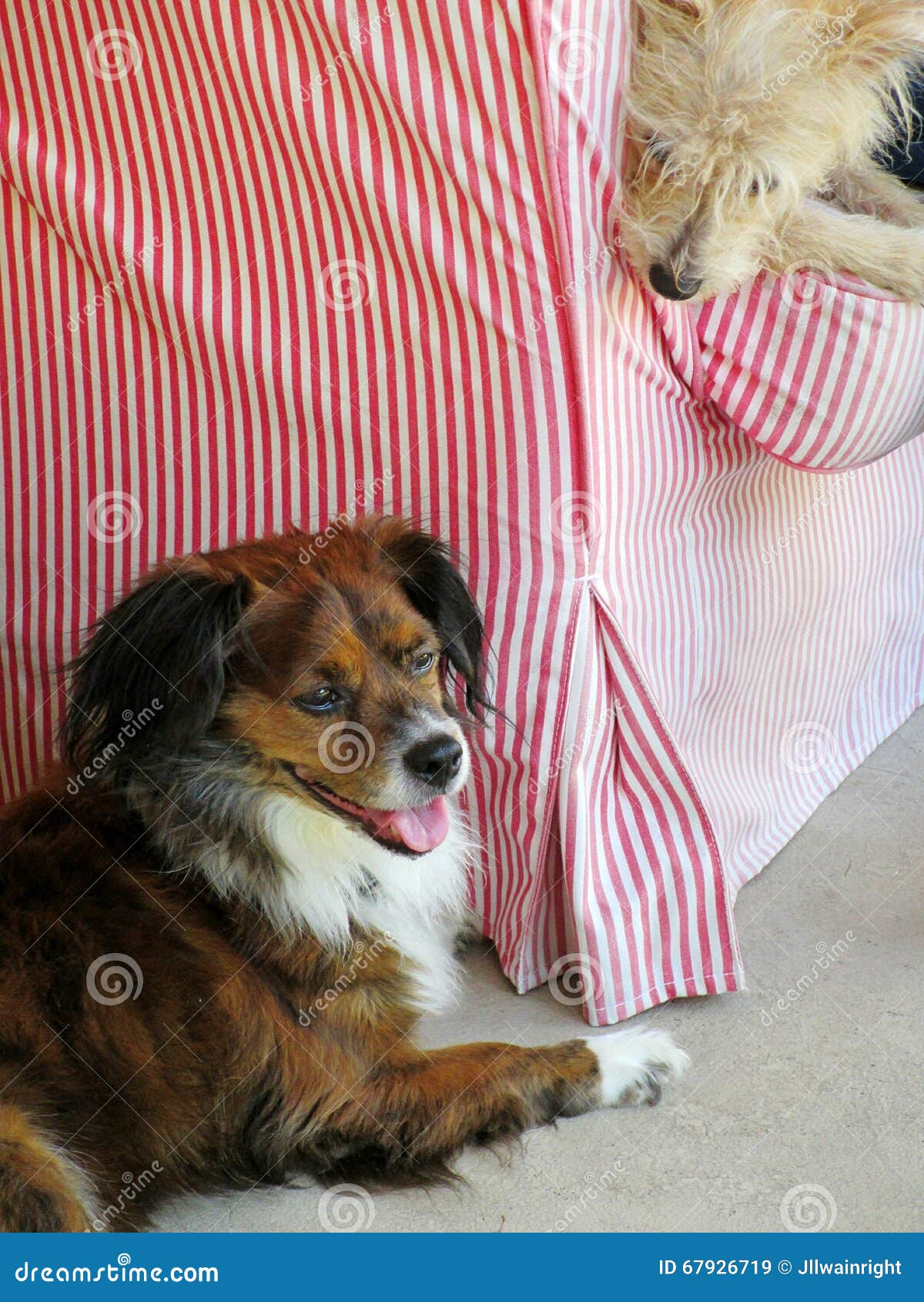 Furry Friends stock image. Image of dogs, furry, companions - 67926719