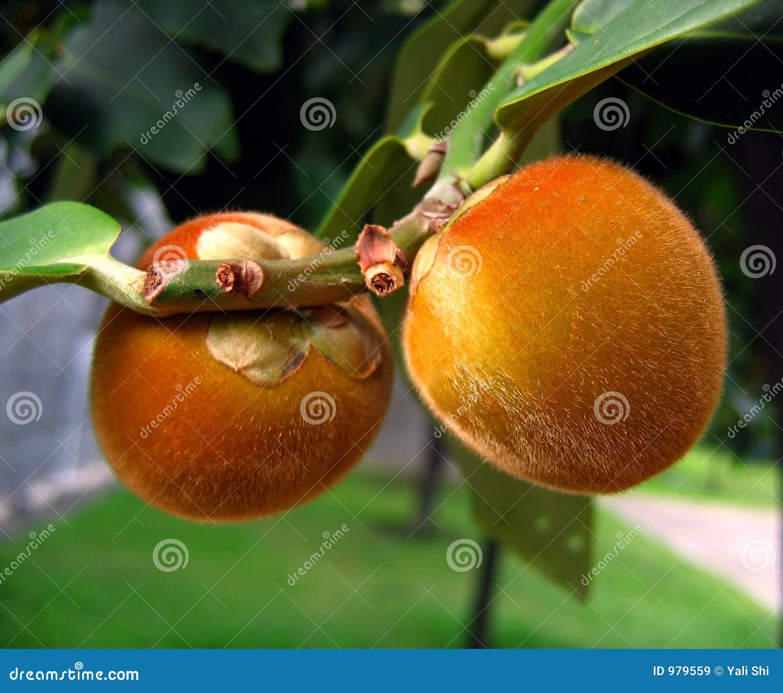 Furry Fruits stock image. Image of nature, grass, globular - 979559