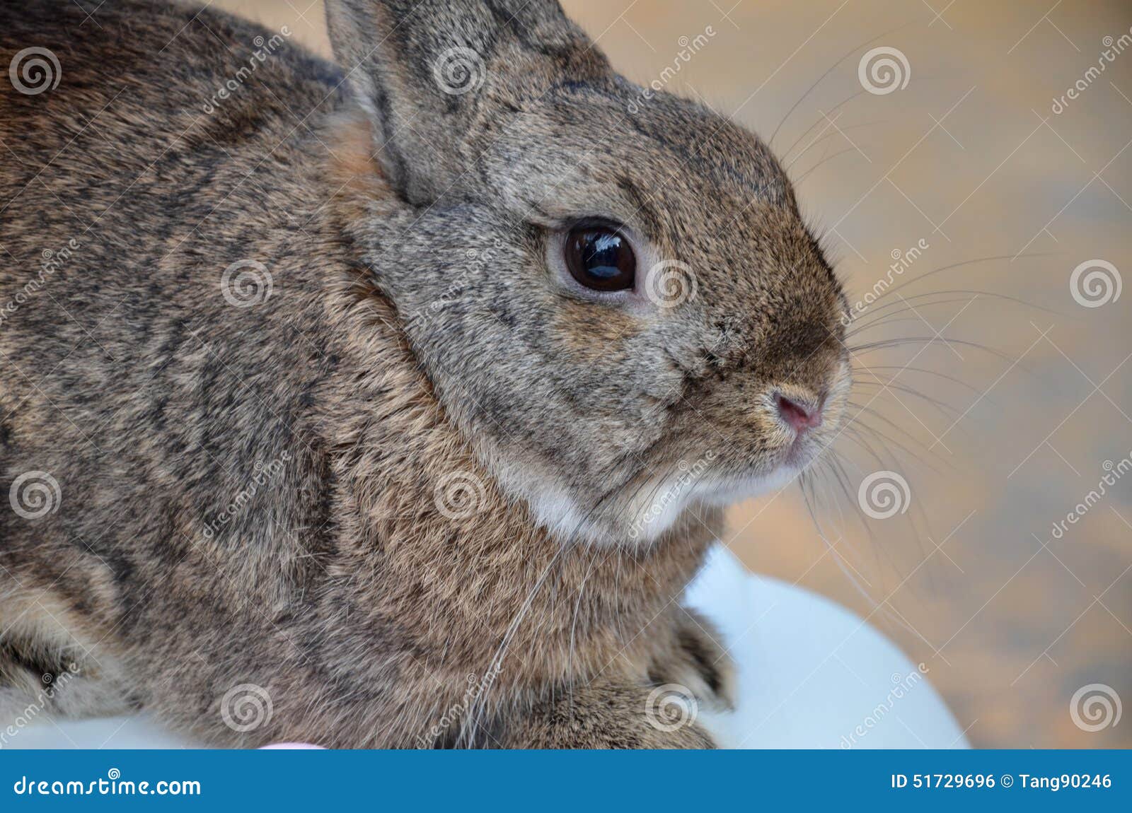 Furry Gray Baby Rabbit Sitting On Wooden Table And White Background ...