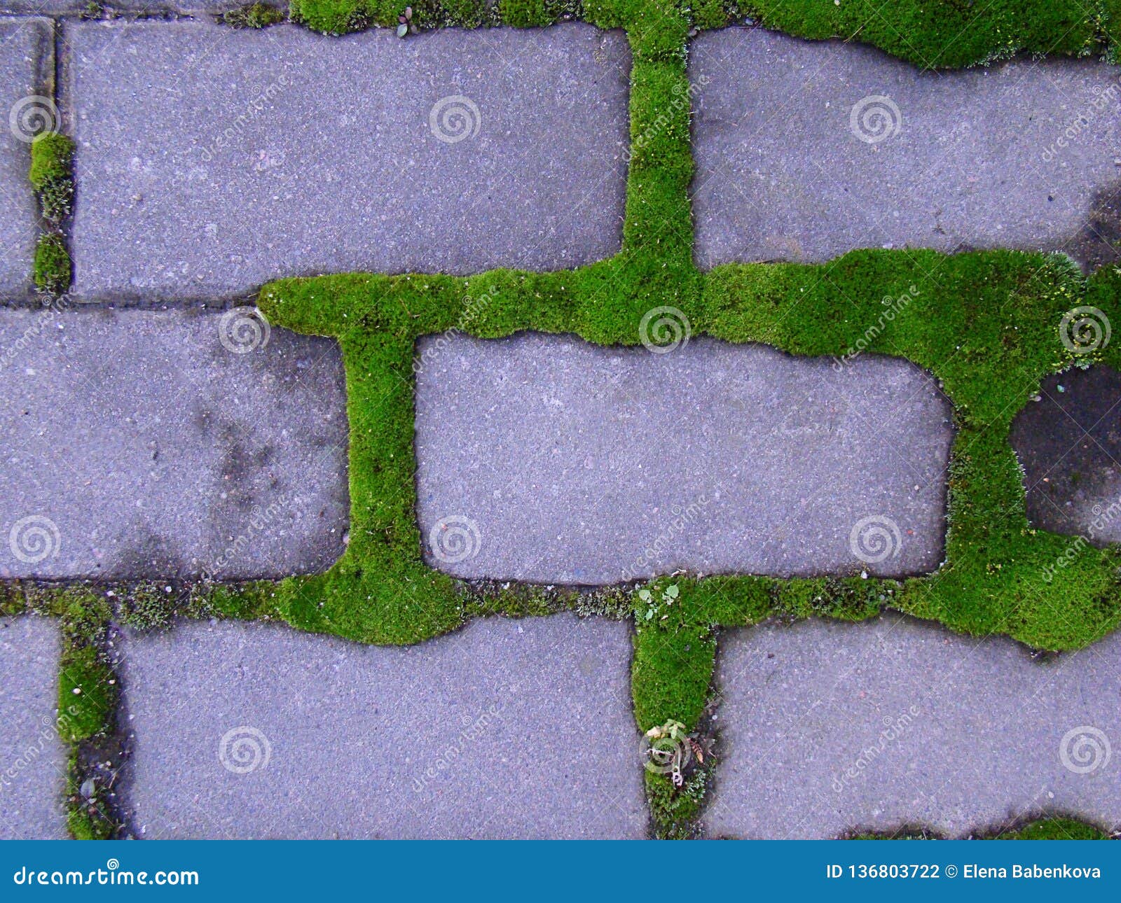 Furry Green Moss Grew Around the Bricks. Stock Photo - Image of grows ...