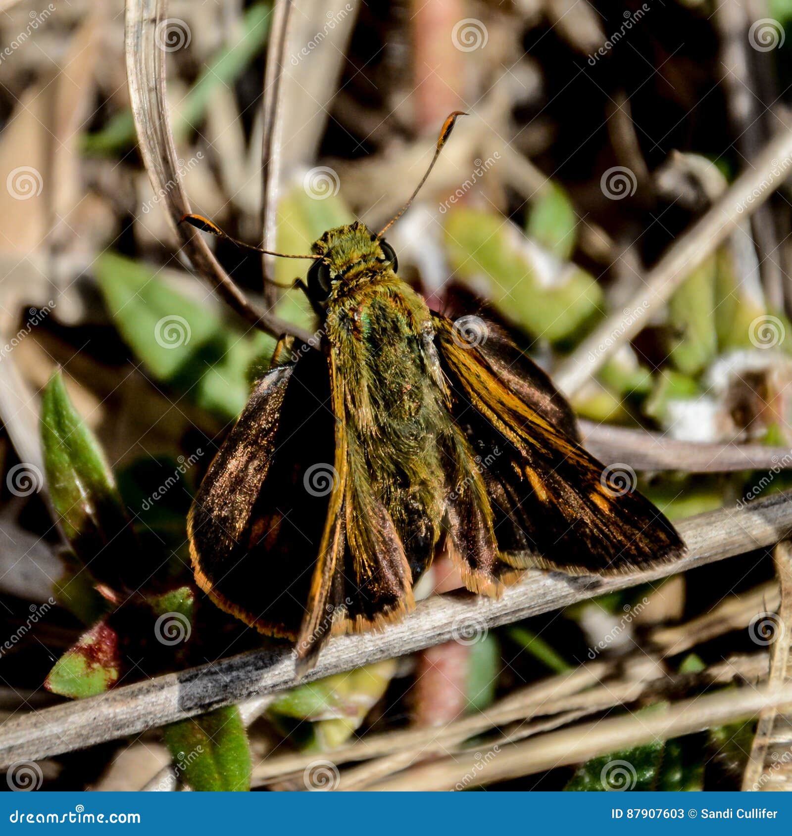 1,021 Furry Moth Photos - Free & Royalty-Free Stock Photos from Dreamstime