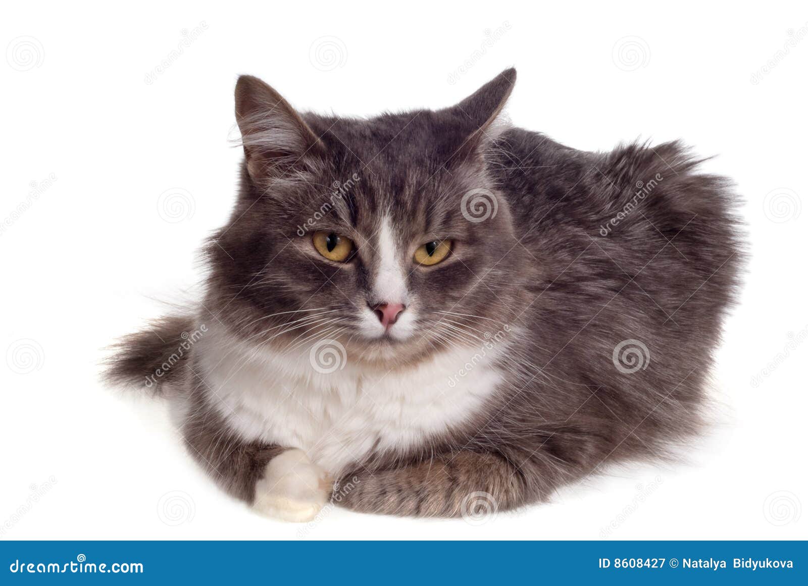 Furry grey cat stock image. Image of ears, isolated, feline - 8608427