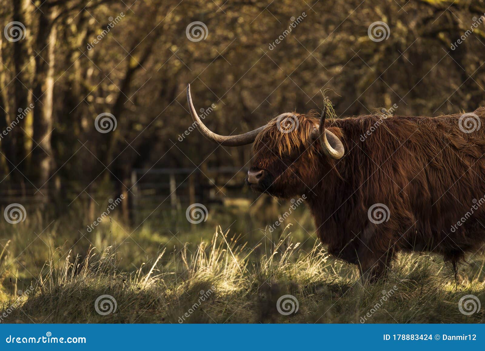 Furry Highland Cow in Isle of Skye, Scotland Stock Photo - Image of ...