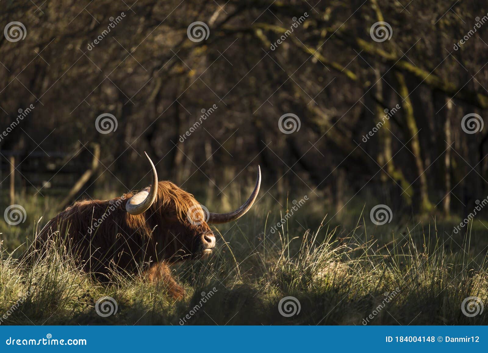 Furry Highland Cow in Isle of Skye, Scotland Stock Photo - Image of ...