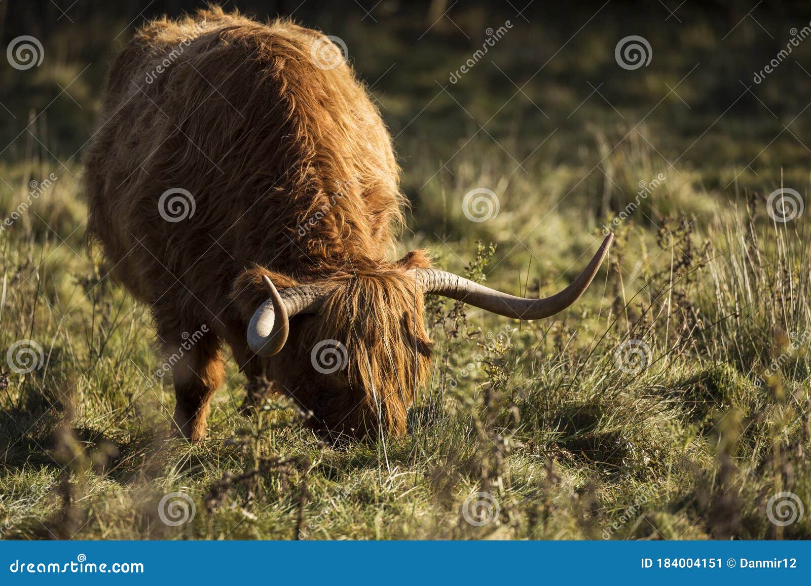 Furry Highland Cow in Isle of Skye, Scotland Stock Image - Image of ...