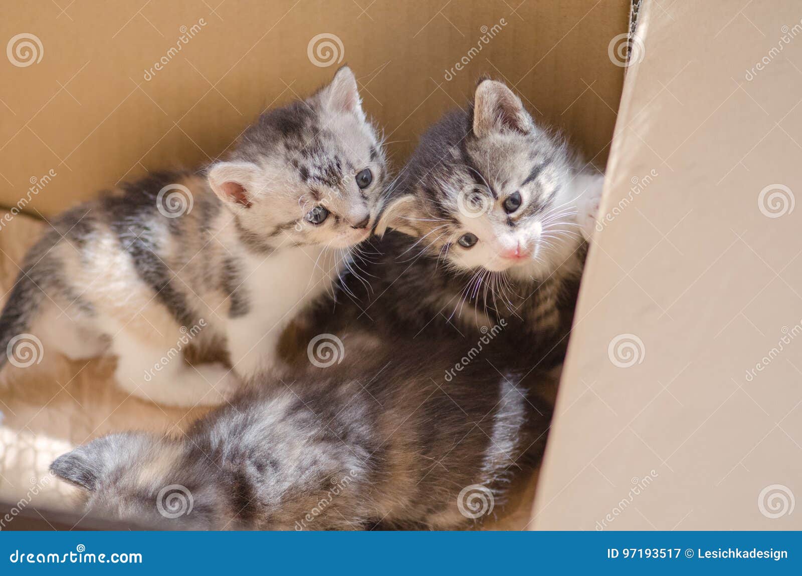 Furry Kitten in Cardboard Box Stock Image - Image of nice, beautiful ...