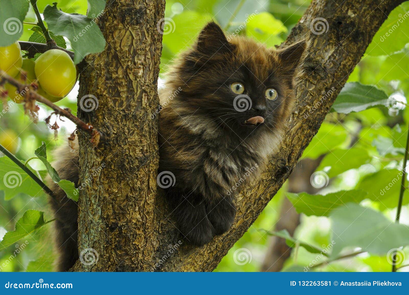 Furry Kitten Climbing on the Tree Outdoors Stock Image - Image of ...