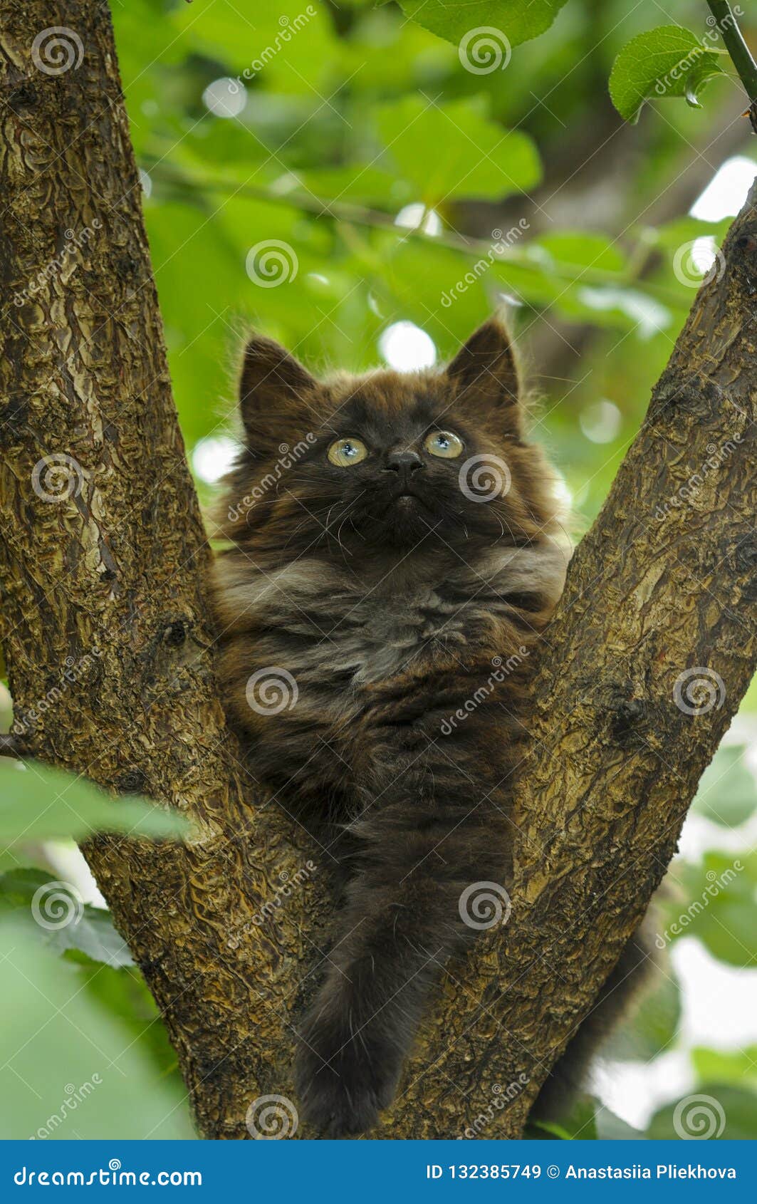 Furry Kitten Climbing on the Tree Outdoors Stock Image - Image of ...