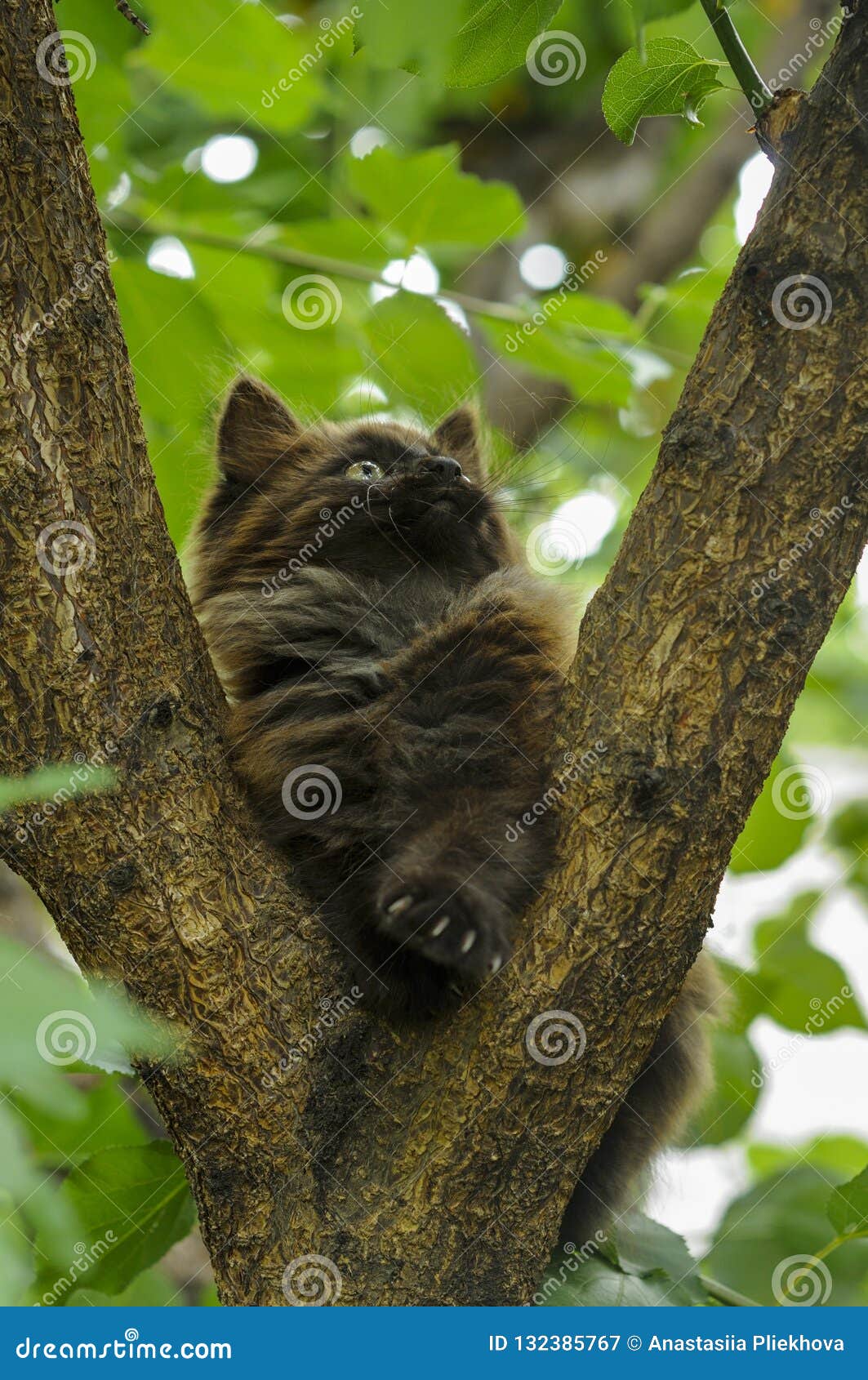 Furry Kitten Climbing on the Tree Outdoors Stock Image - Image of ...