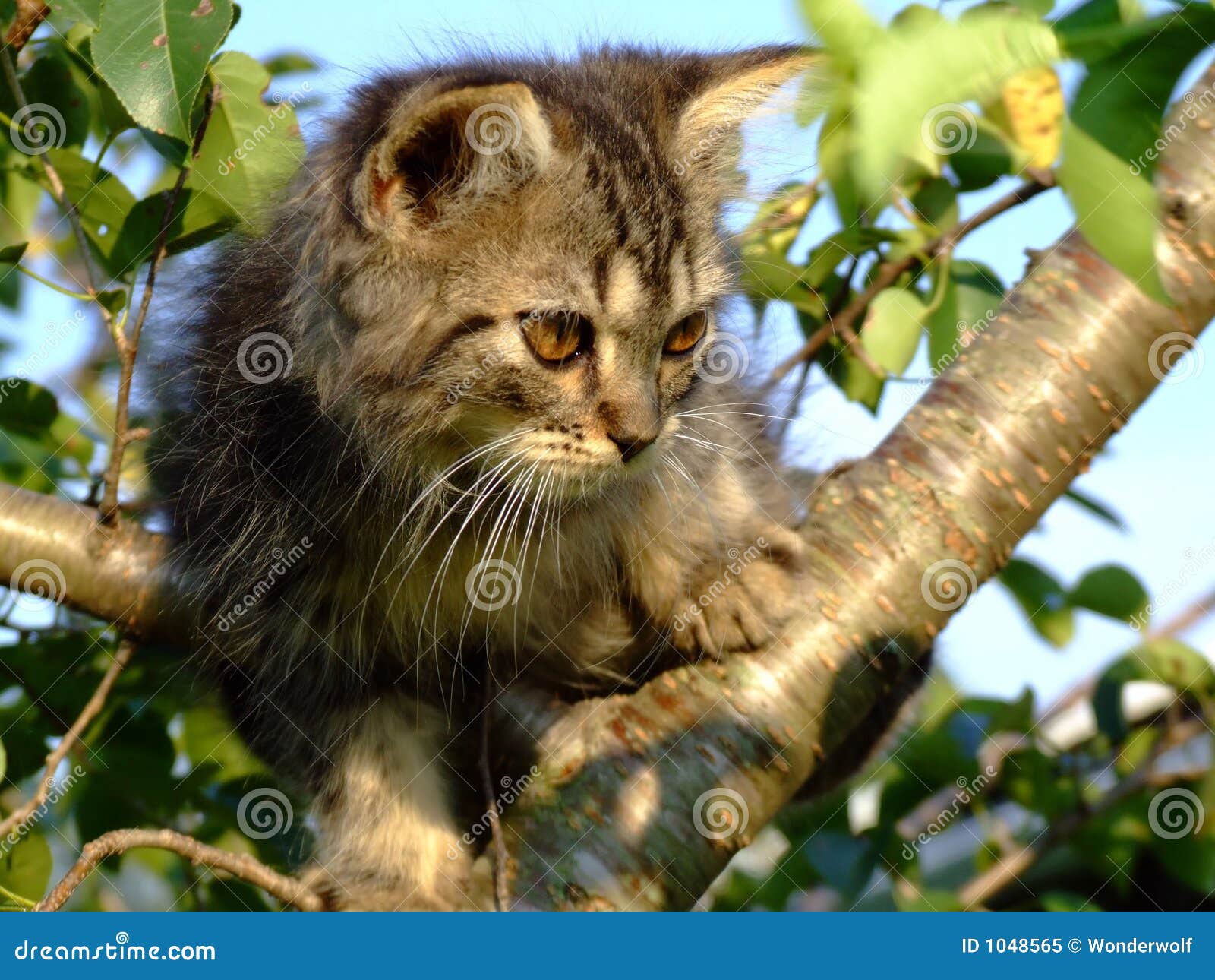 Furry kitten in Tree stock image. Image of mammal, treetop - 1048565