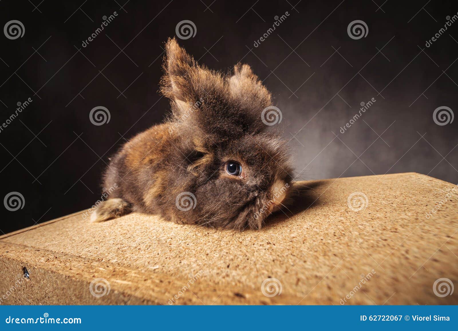 Furry Lion Head Rabbit Bunny Lying on a Wood Box Stock Image - Image of ...
