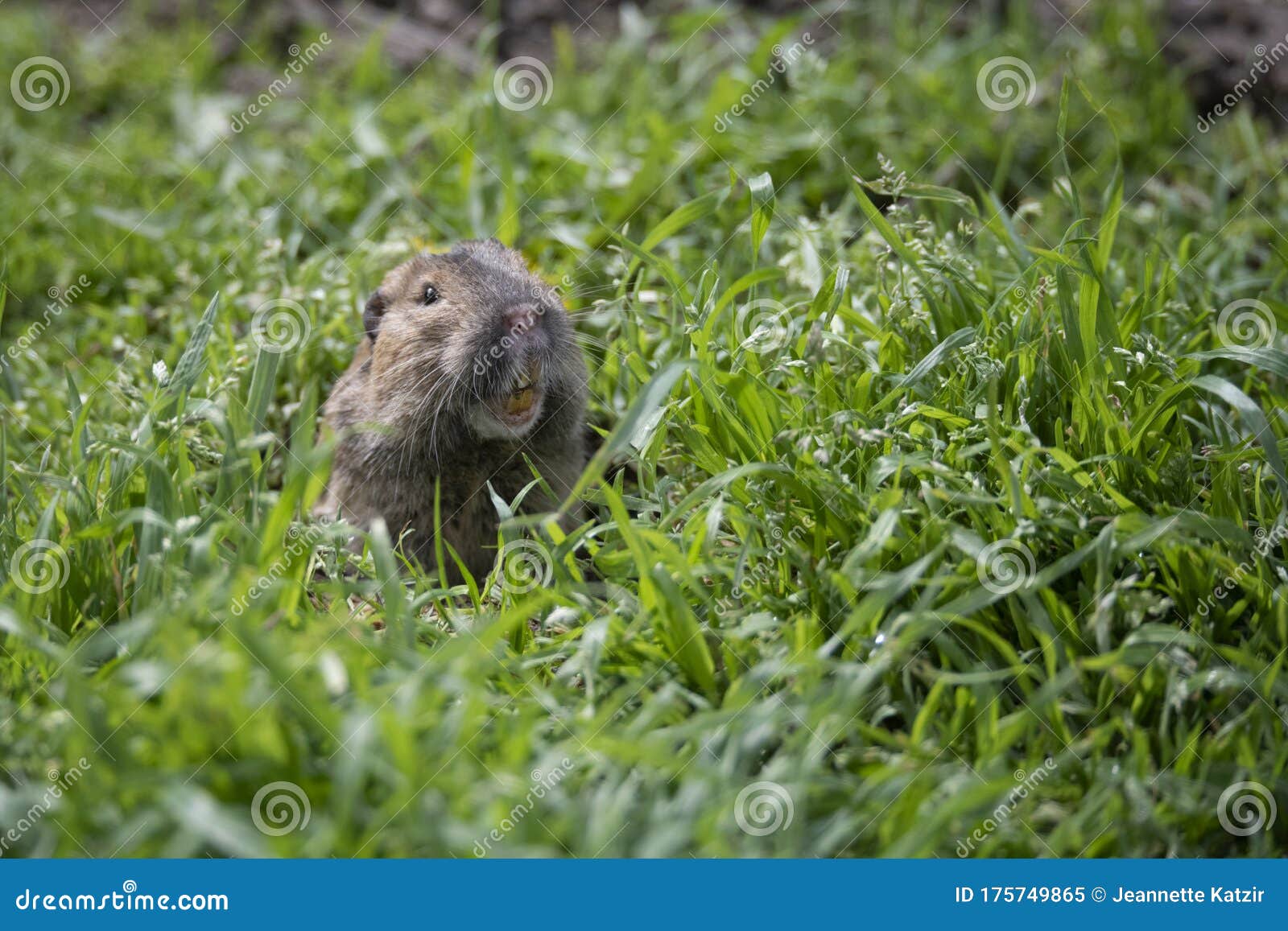 Varmint Hole In Forest Floor Stock Image | CartoonDealer.com #190741099