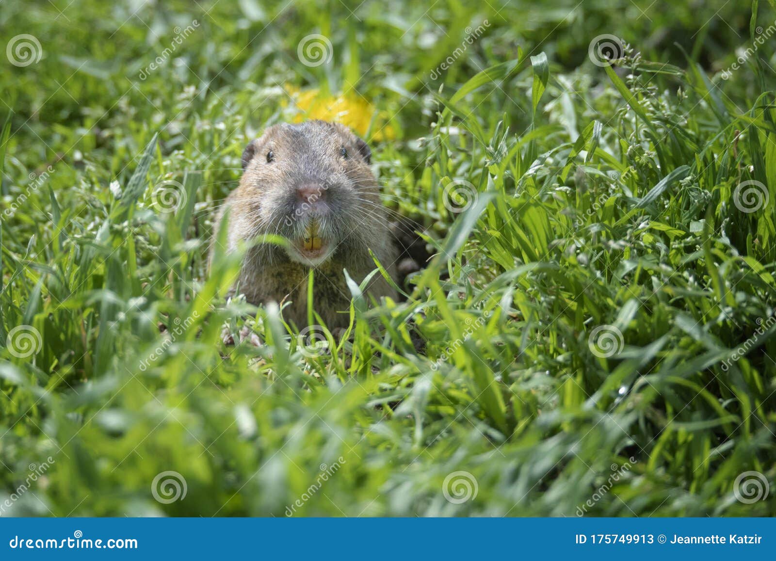 Varmint Hole In Forest Floor Stock Image | CartoonDealer.com #190741099