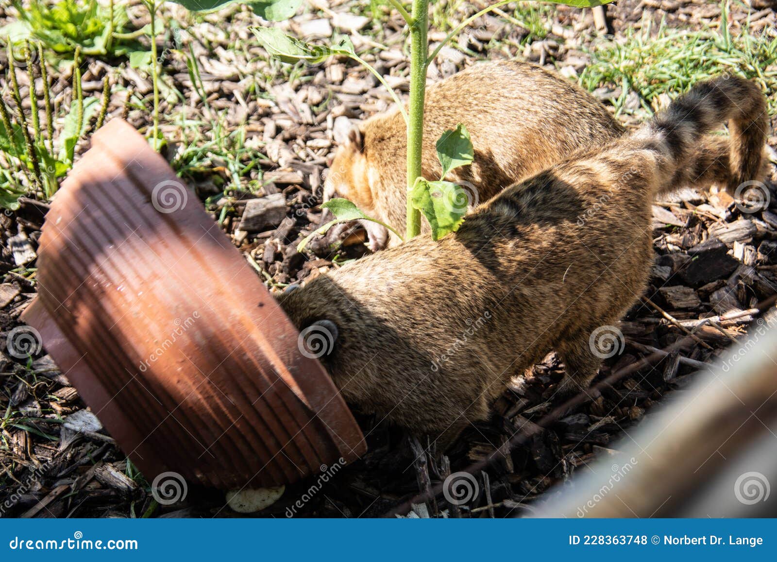 Furry Little Proboscis Bears Stock Photo - Image of america, nimble ...