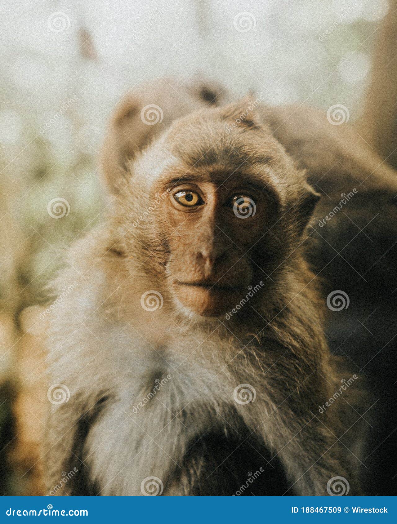 Furry Macaque Monkey with Beautiful Light Brown Eyes Stock Image ...