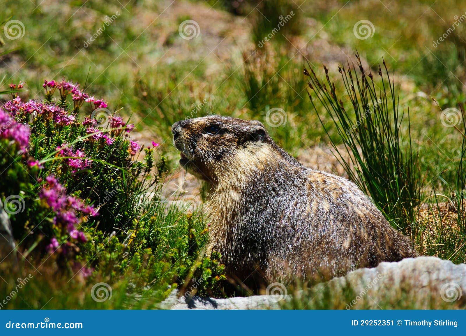 Furry Marmot Next To Pink Flowers Stock Image - Image of adorable ...