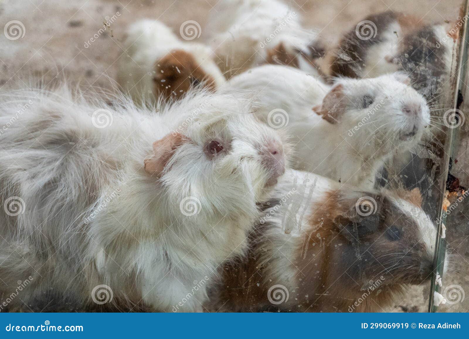 Furry Mice, Woolly Mice in the Zoo Stock Image - Image of bird ...