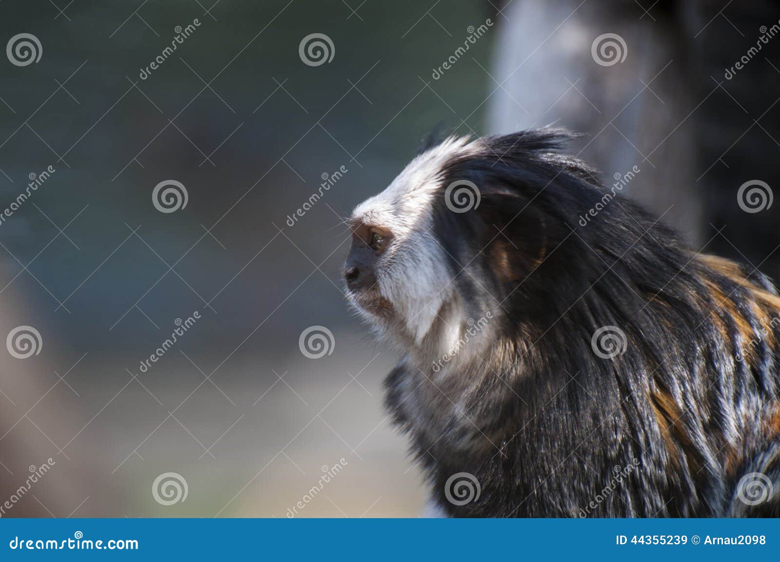 Furry monkey stock image. Image of mammal, smart, nature - 44355239