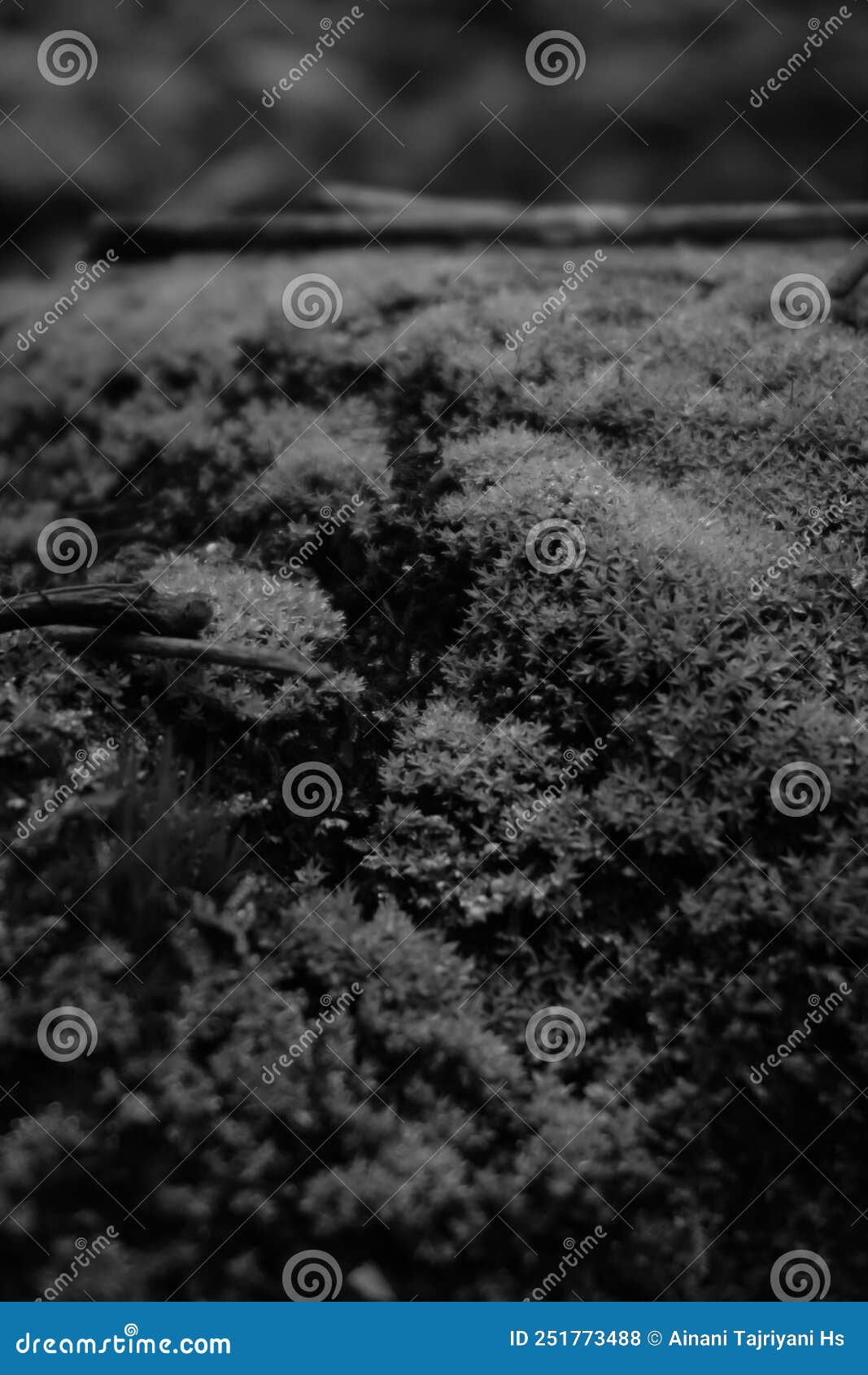 Furry Moss Grows on Tree Trunks Stock Photo - Image of drawing, trunks ...