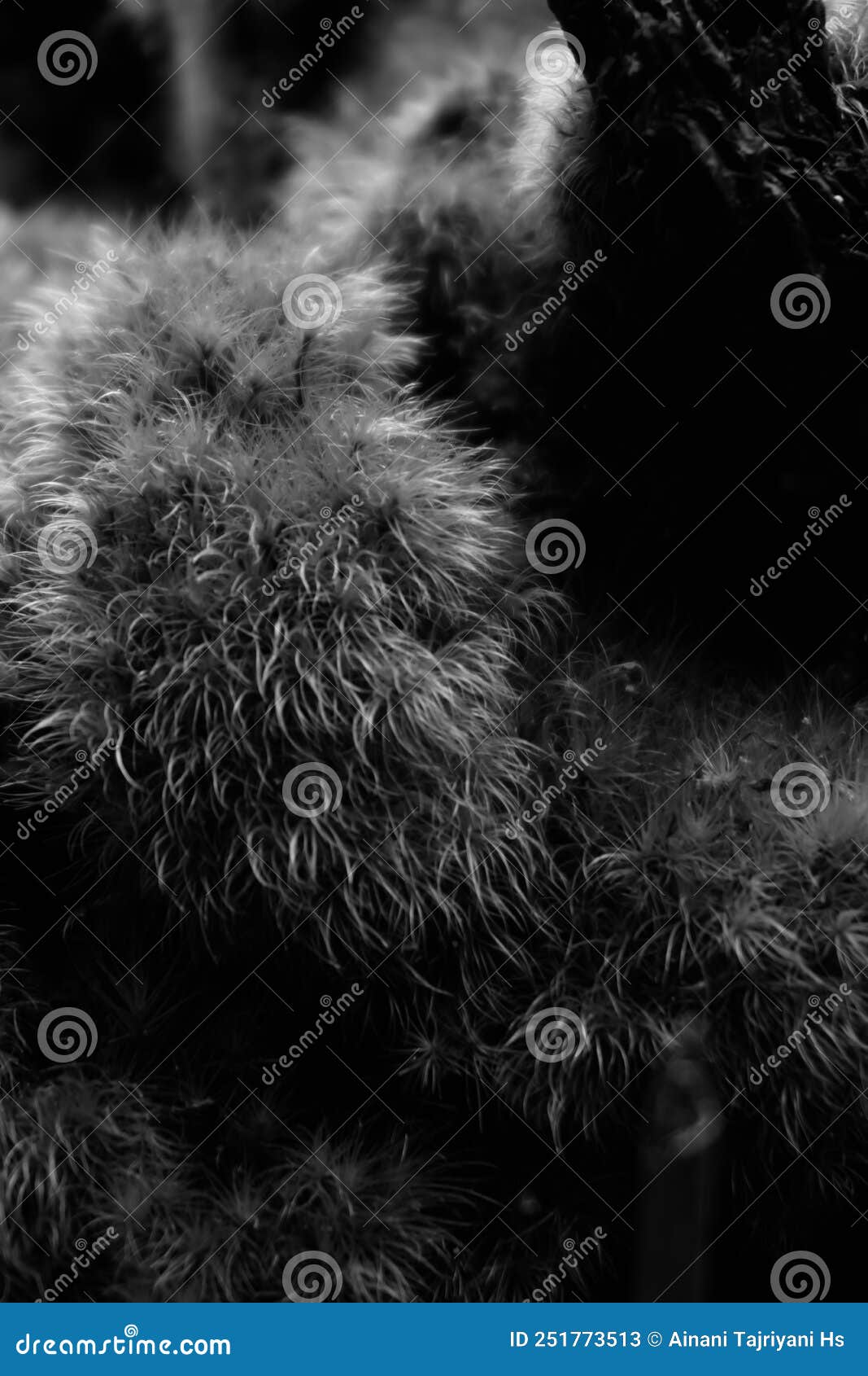 Furry Moss Grows on Tree Trunks Stock Image - Image of monochrome ...