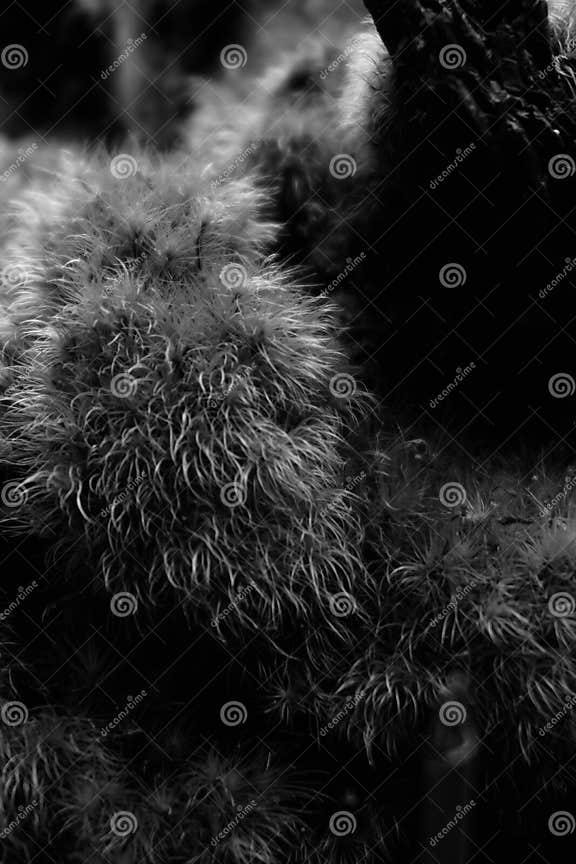 Furry Moss Grows on Tree Trunks Stock Image - Image of monochrome ...