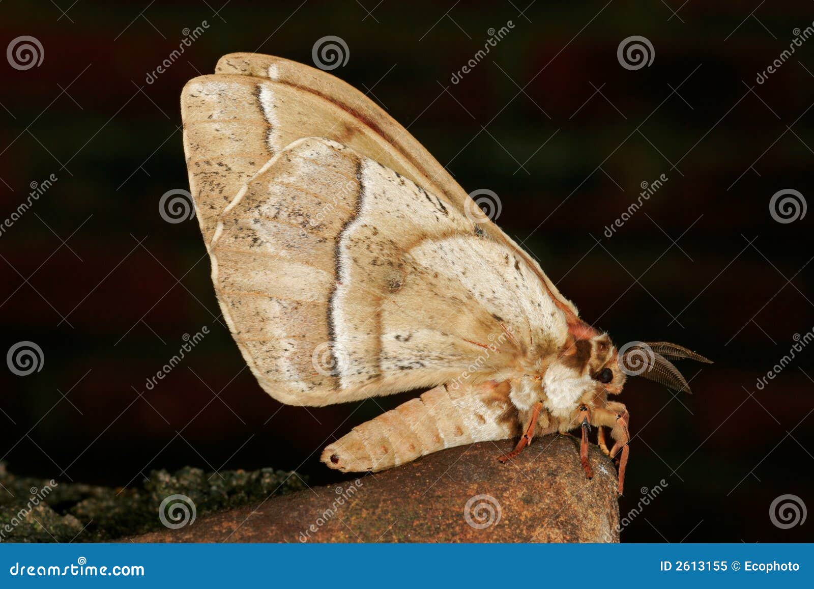 Furry moth stock image. Image of animal, lepidoptera, brown - 2613155