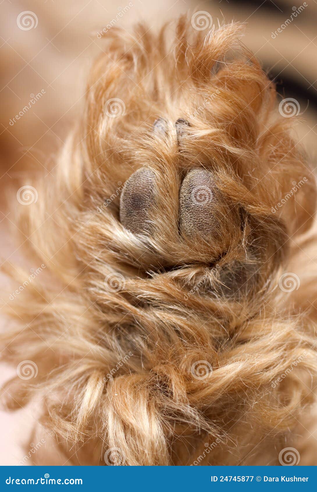 Furry Paw stock image. Image of poodle, vertical, pets - 24745877