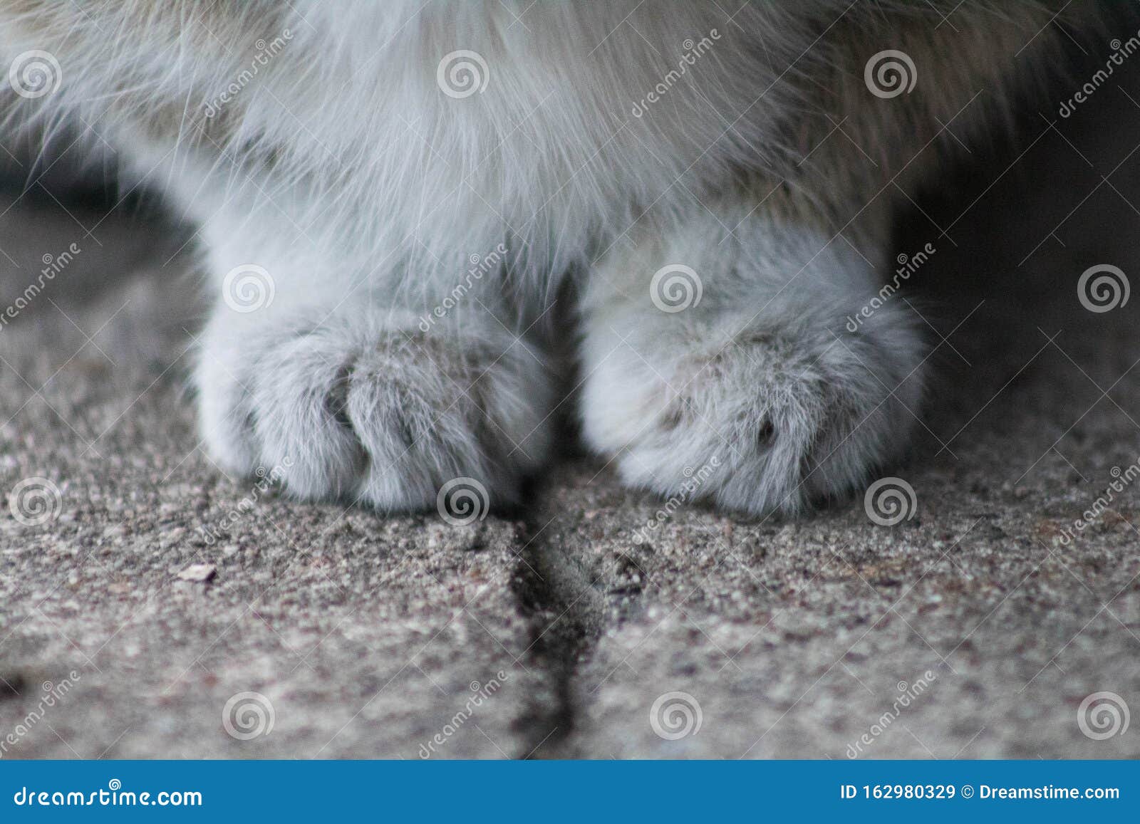 Furry Paws Of Feral Tabby Cat, Closeup Stock Image | CartoonDealer.com ...