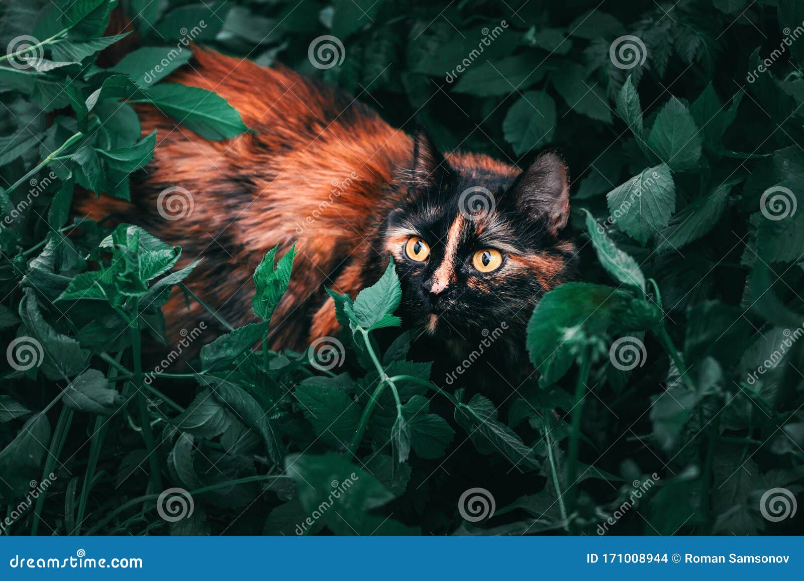 Predatory Cat Stock Photos - Download 3,567 Royalty Free Photos