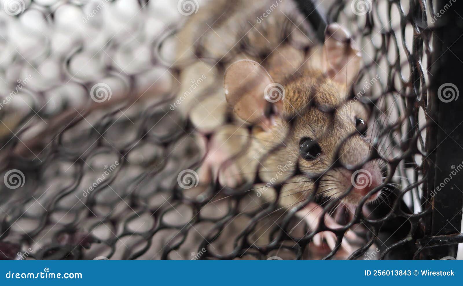 Furry rat in a cage trap stock video. Video of closeup - 256013843