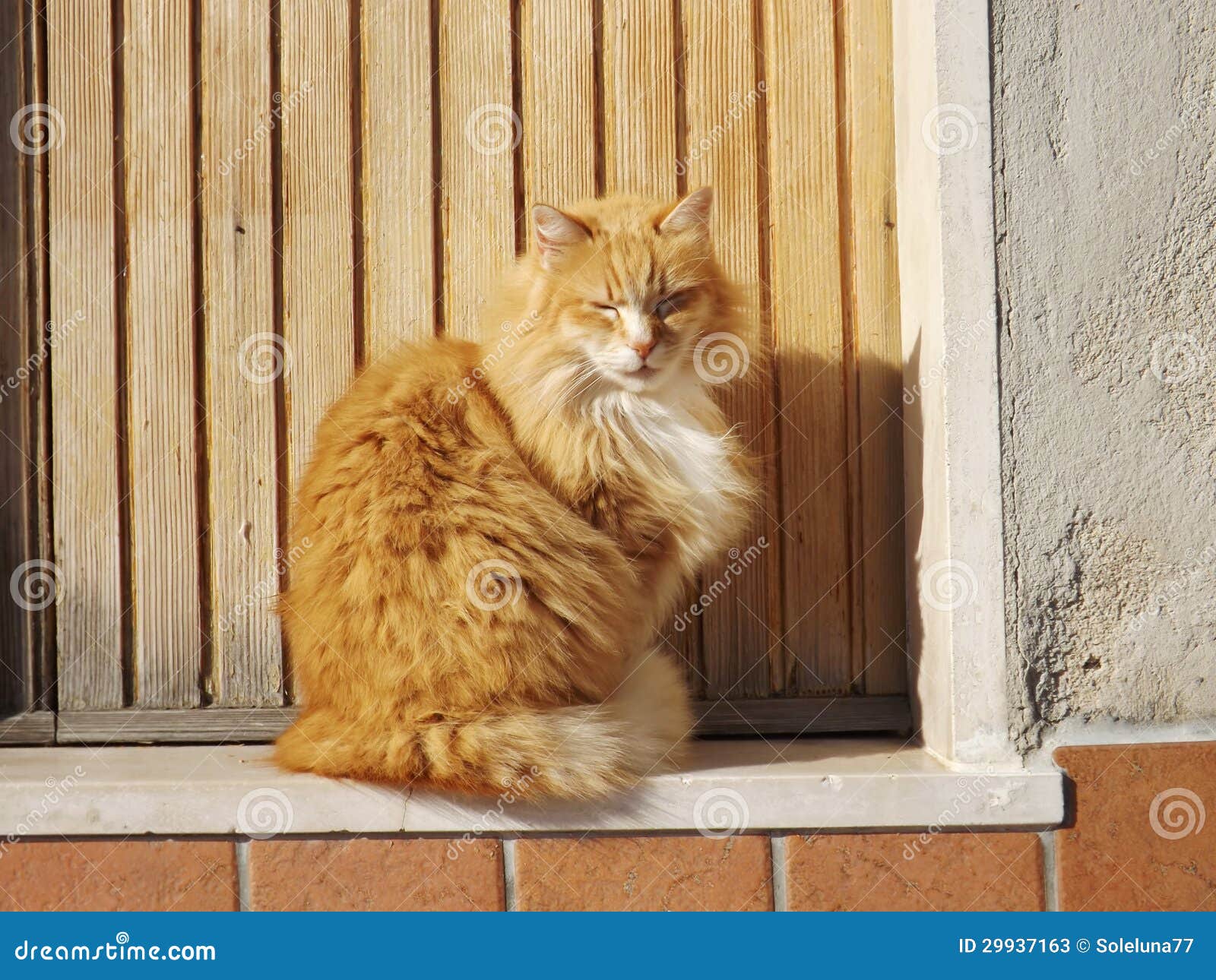 Country cat stock image. Image of city, closeup, country - 29937163