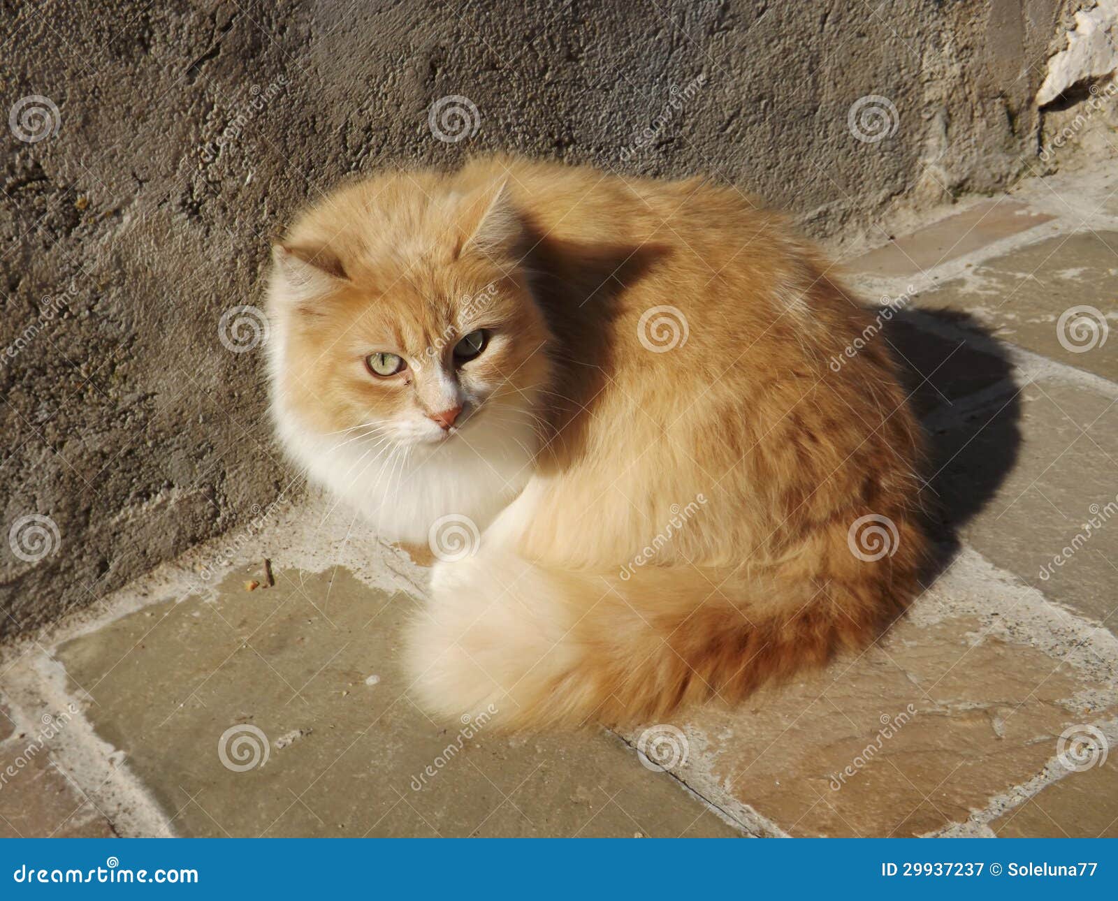 Country cat stock image. Image of hairy, persian, city - 29937237