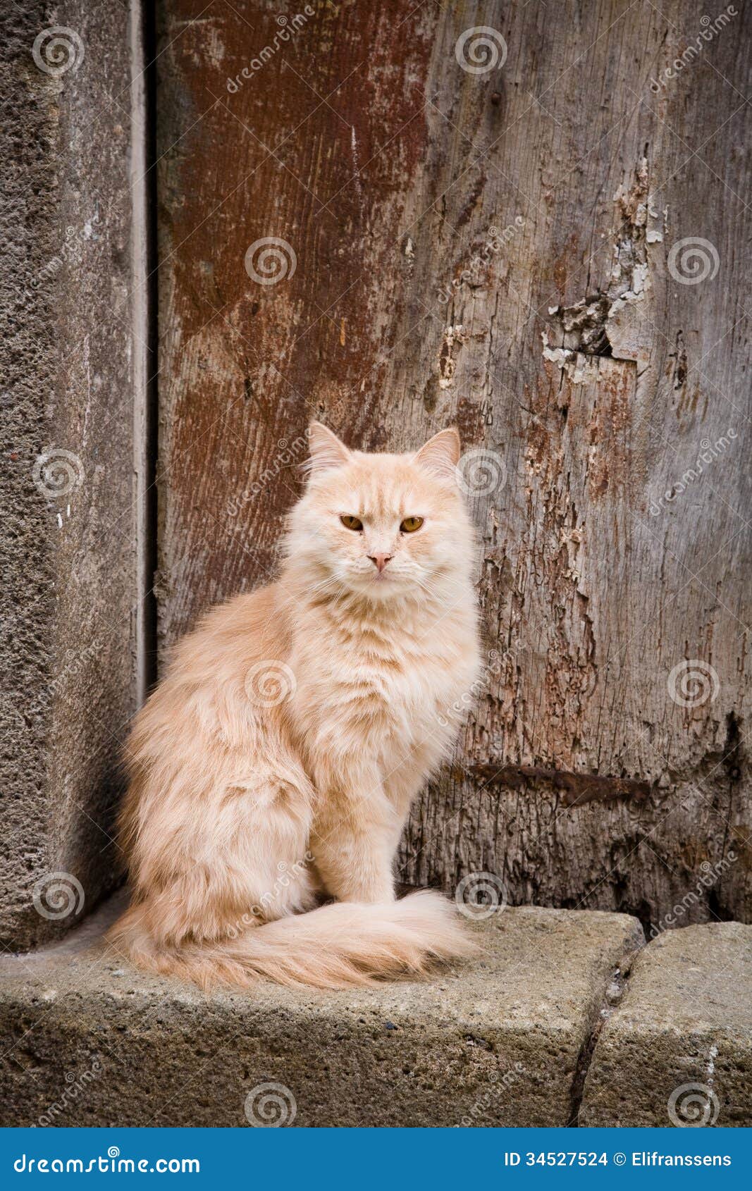 Furry red cat stock photo. Image of classic, furry, longhair - 34527524