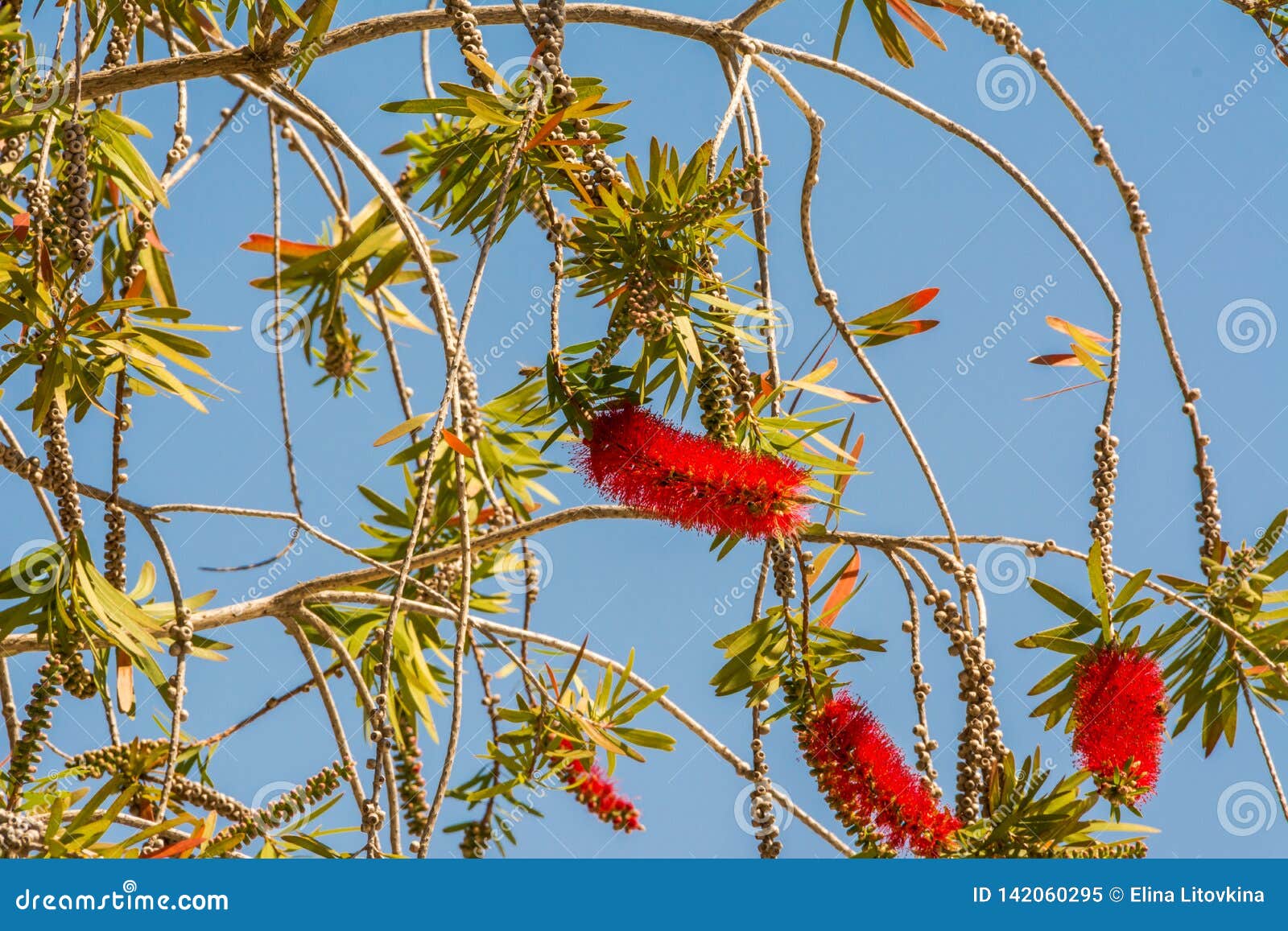 Furry Red Flower on the Tree Stock Image - Image of lovely, macro ...