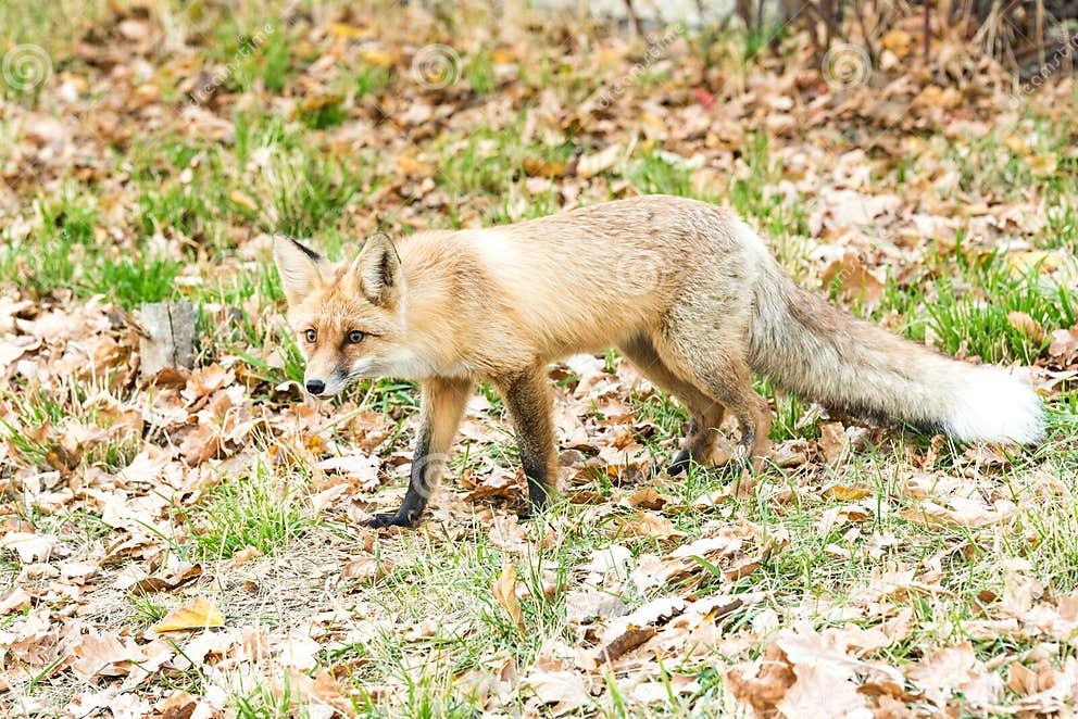 Furry red fox stock image. Image of autumn, camouflage - 161529057