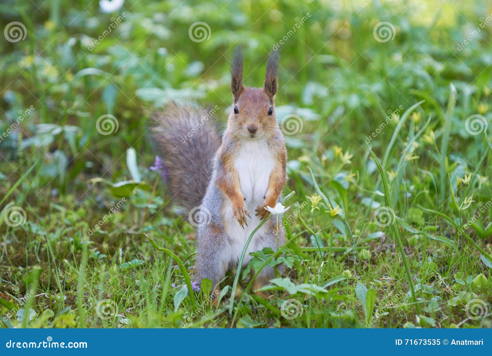 Furry Red Squirrel Stands on Paws. Stock Image - Image of cute, beauty ...