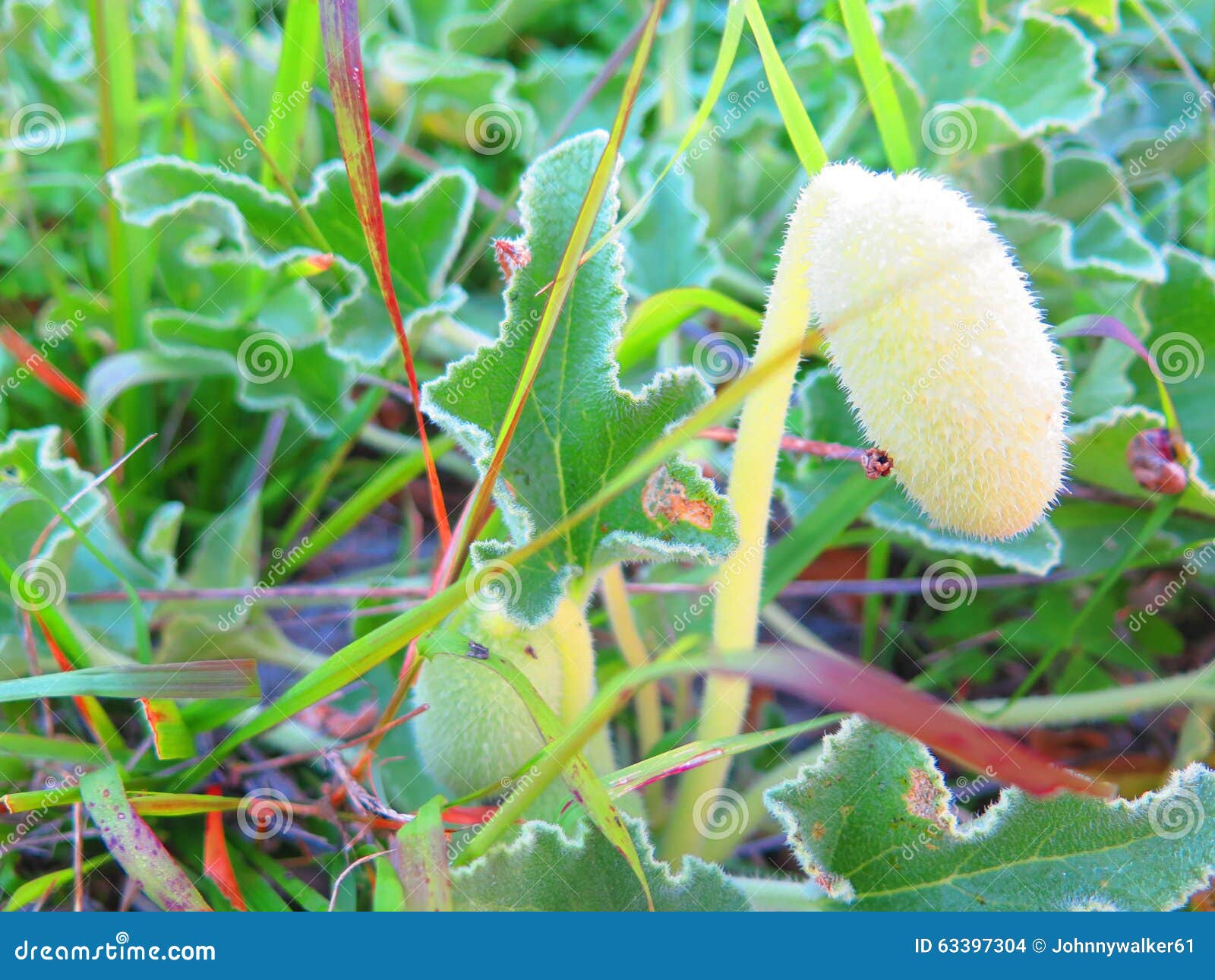 Furry seed pod stock photo. Image of green, plant, countryside - 63397304
