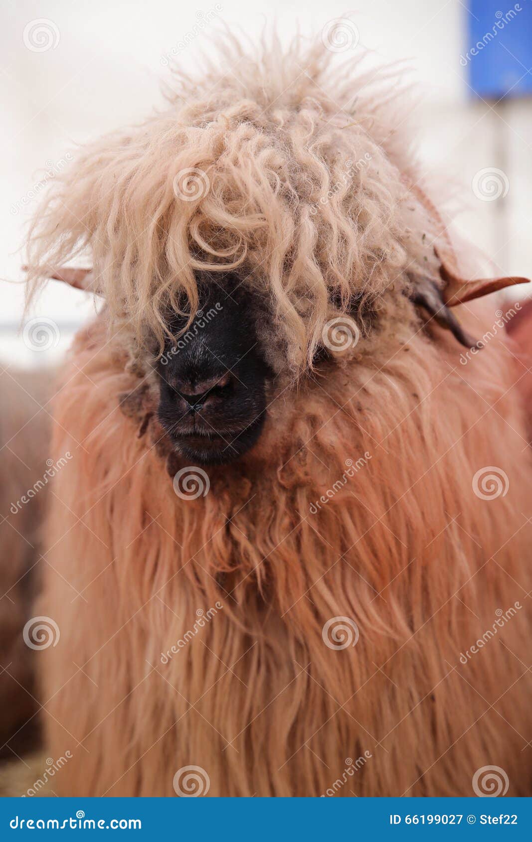 Furry sheep stock image. Image of barn, cage, breeds - 66199027