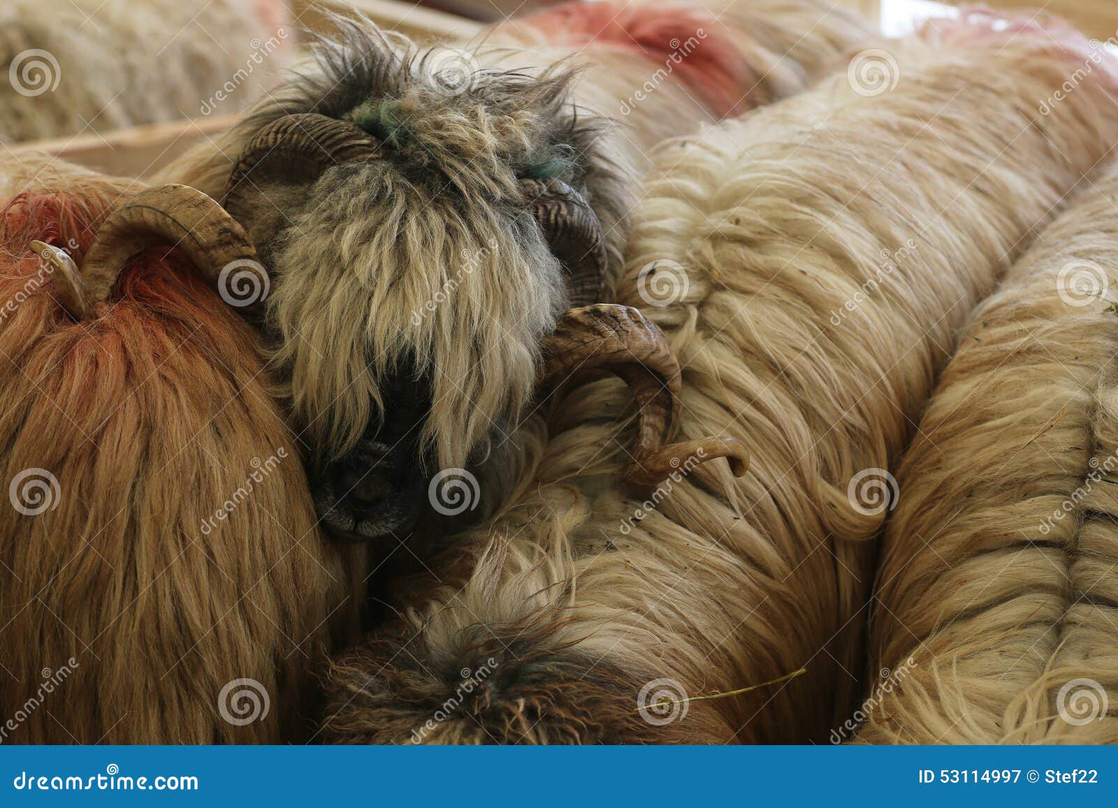 Furry sheep stock image. Image of flock, horns, ovine - 53114997